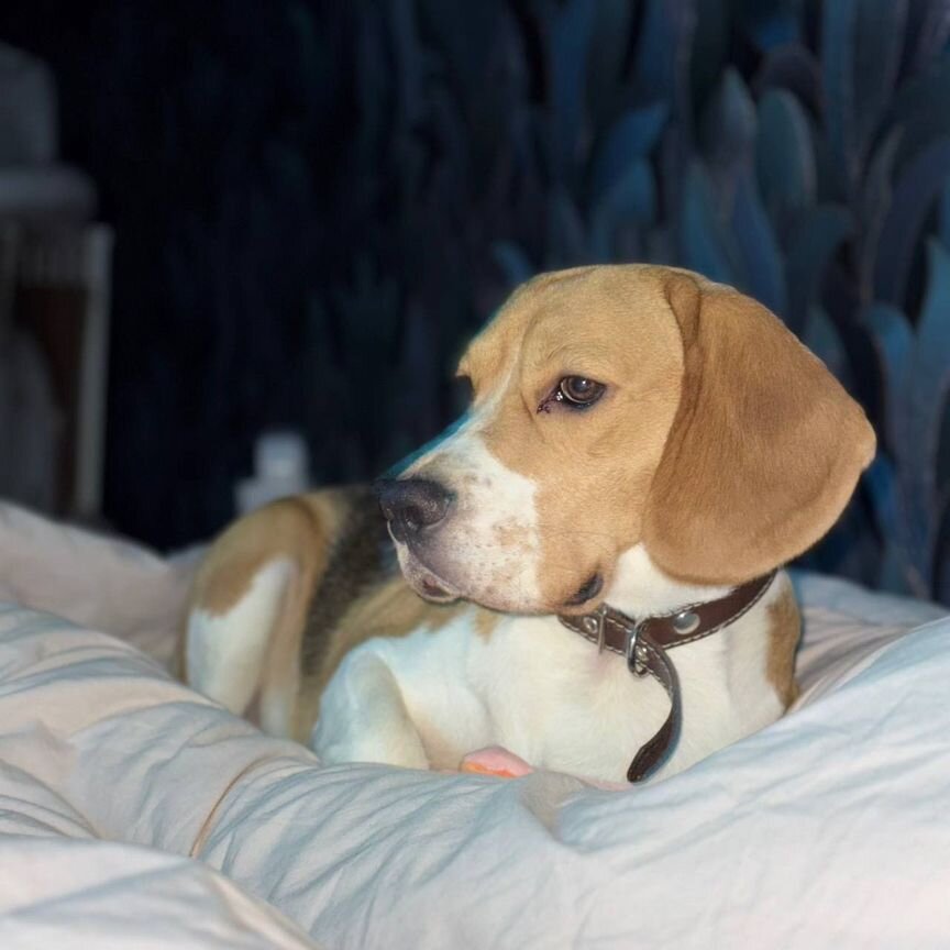 Отдам в добрые руки бигль