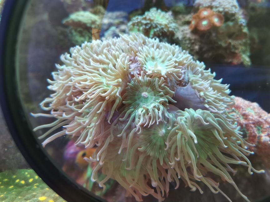 Кораллы в морской аквариум