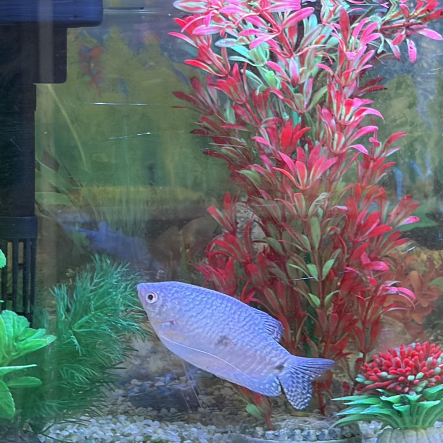 Аквариум 50 литров