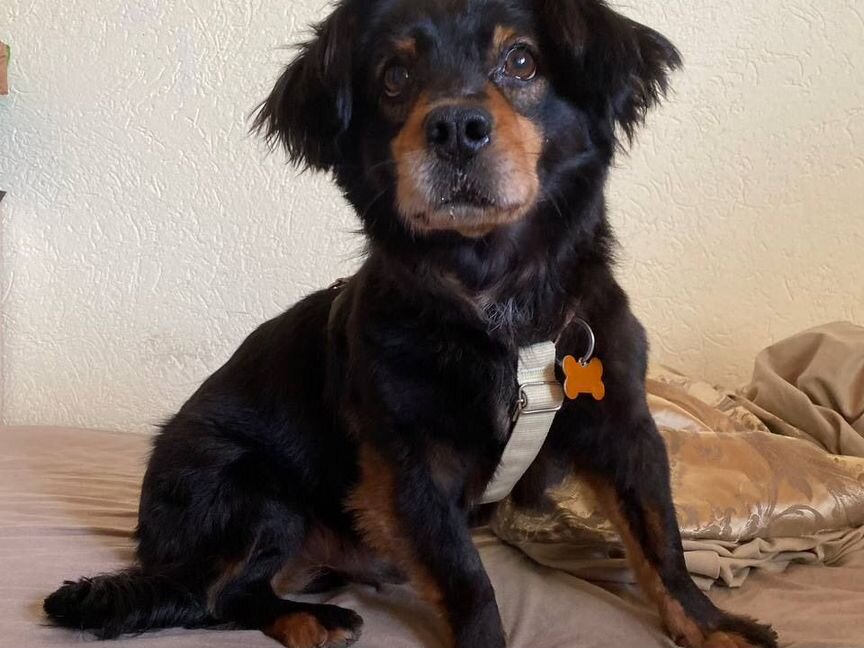 Маленькая квартирная собака в добрые руки