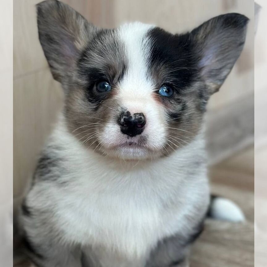 Вельш Корги Кардиган, щенок