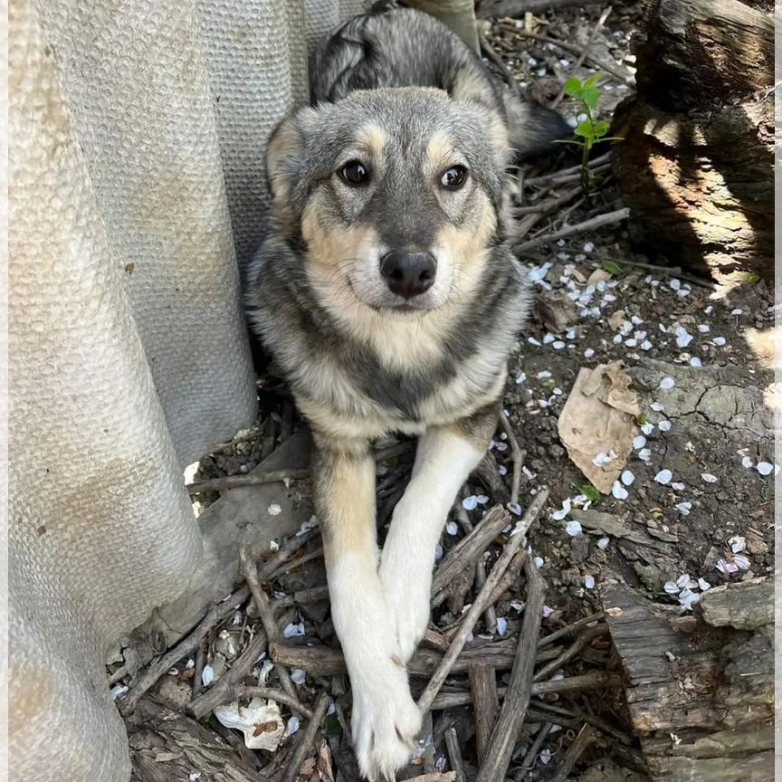 Щенок в добрые руки