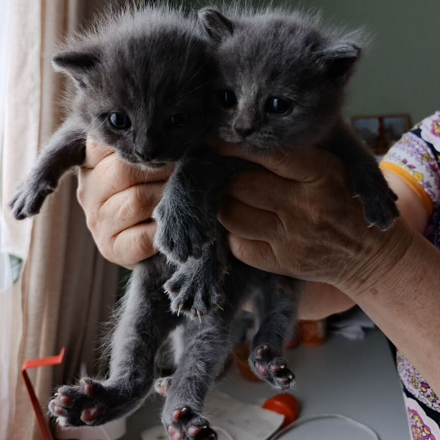 Британский короткошёрстный котёнок