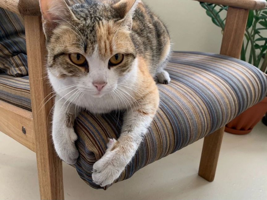 Котейка