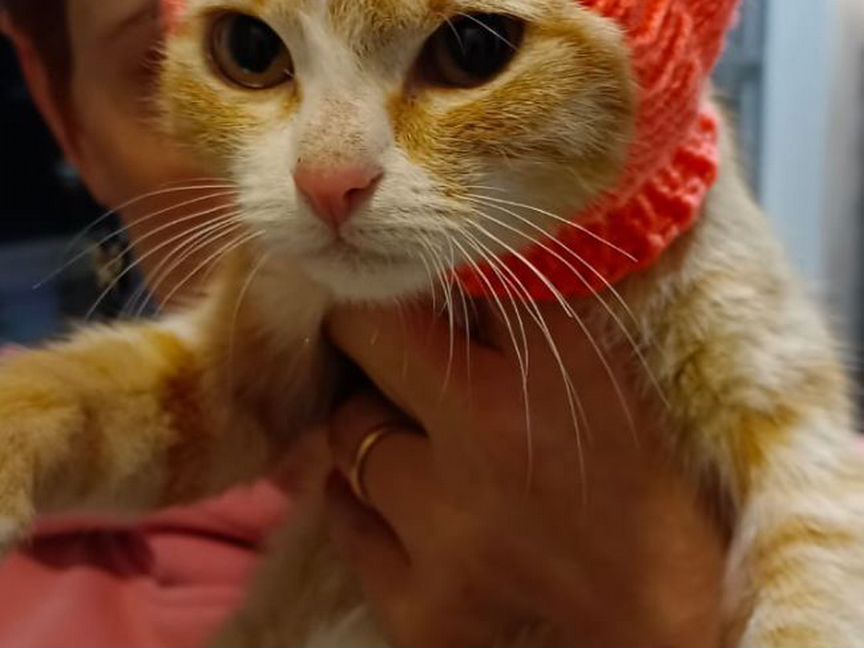 Рыжий котенок