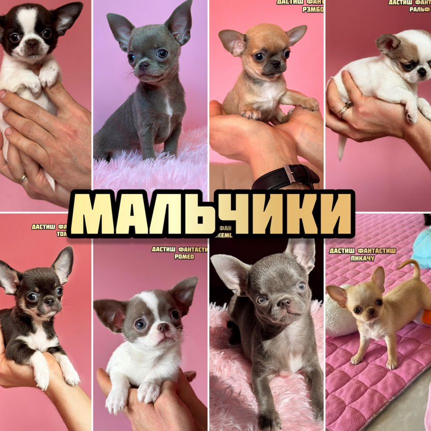 Чихуахуа, щенок