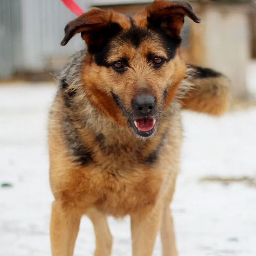 Взрослая собака в добрые руки