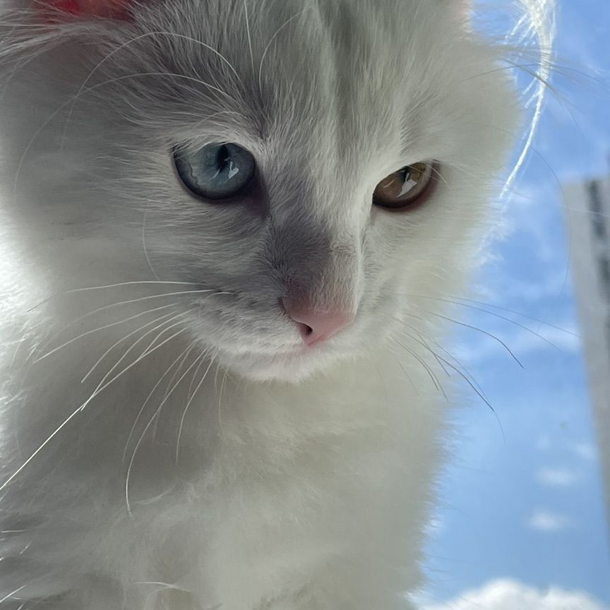 Кошка турецкая ангора