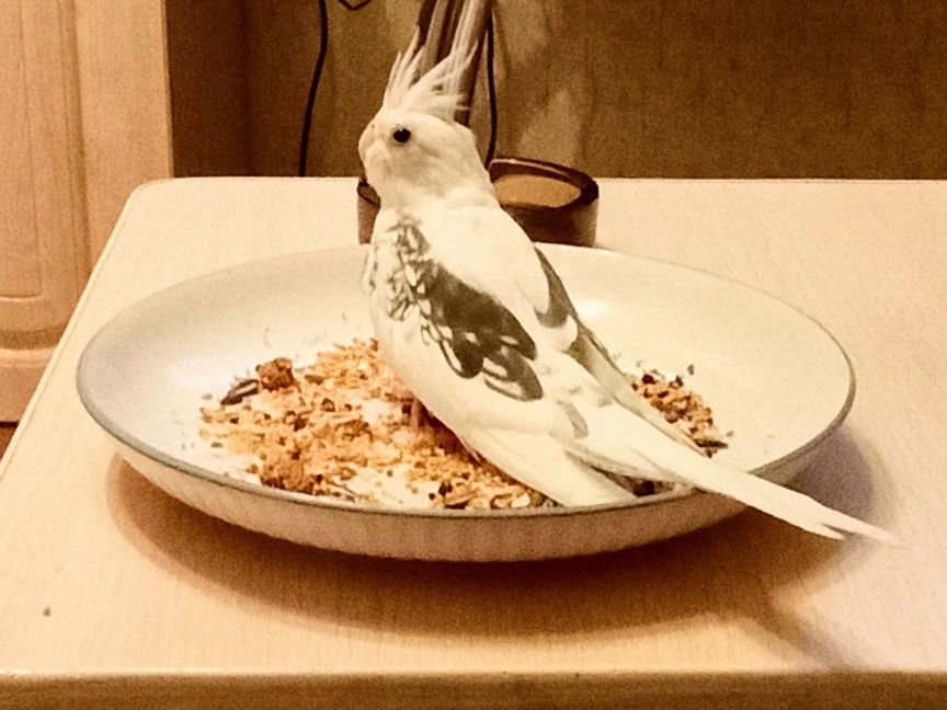 Самец безщекой кореллы