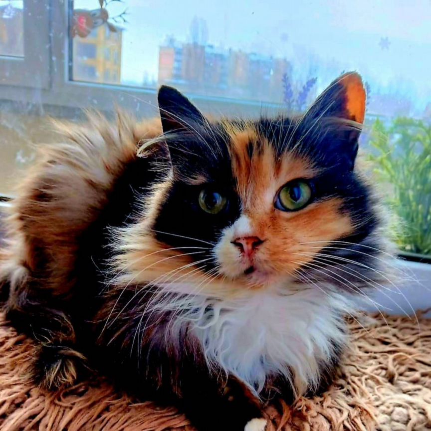 Шикарная Люсьен в дар