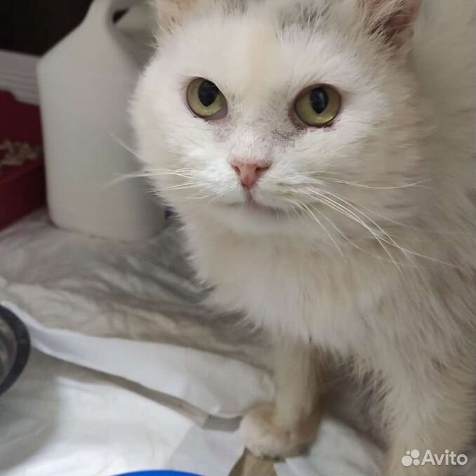 Котик Элвис