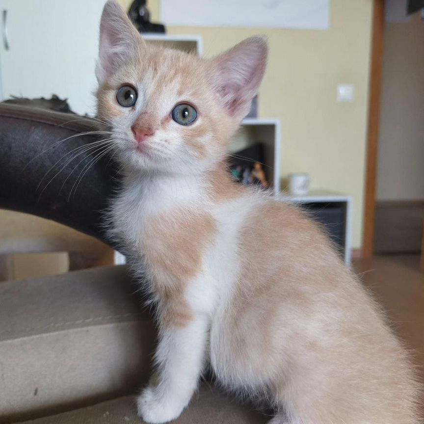 Котенок