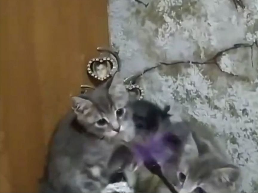 Котята 2 мес в добрые руки