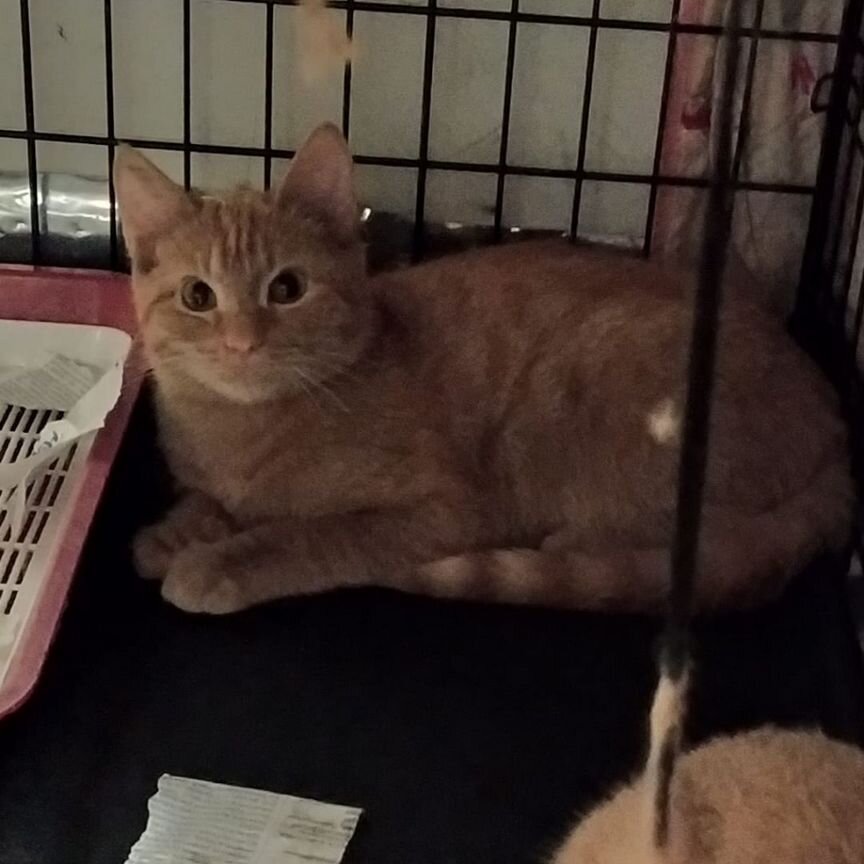 Кот