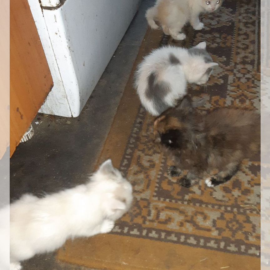 Сибирский котёнок