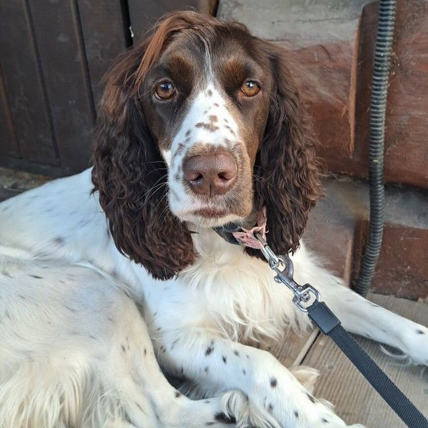 Вязка английский спингер спаниель