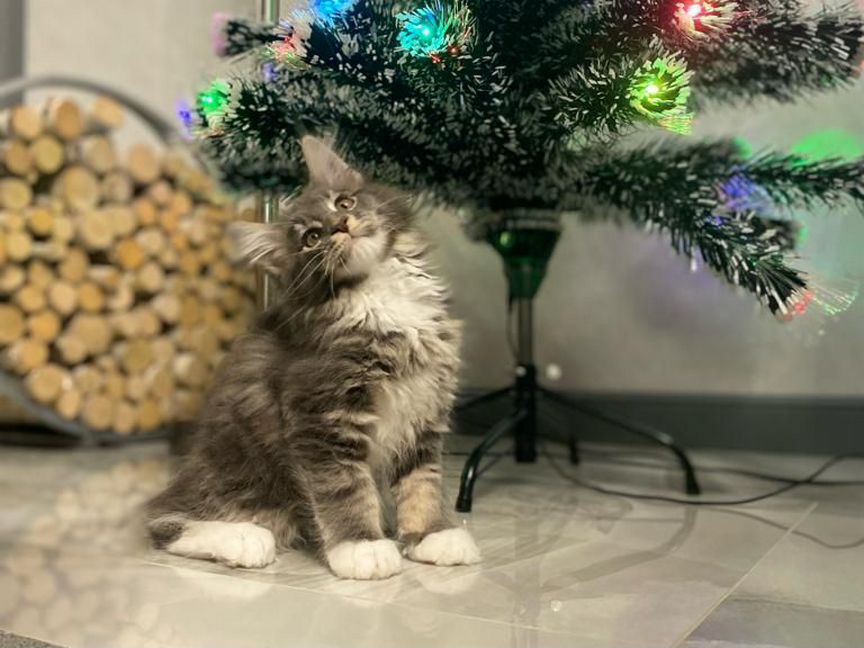 Котята мейн-кун