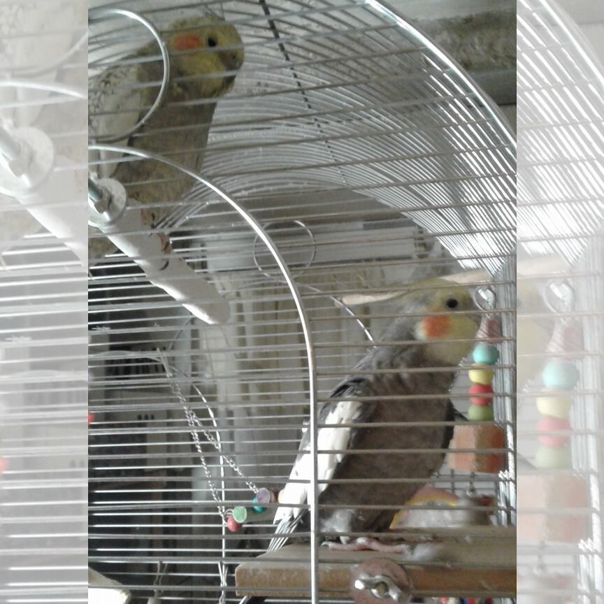 Кареллы,сладкая парочка