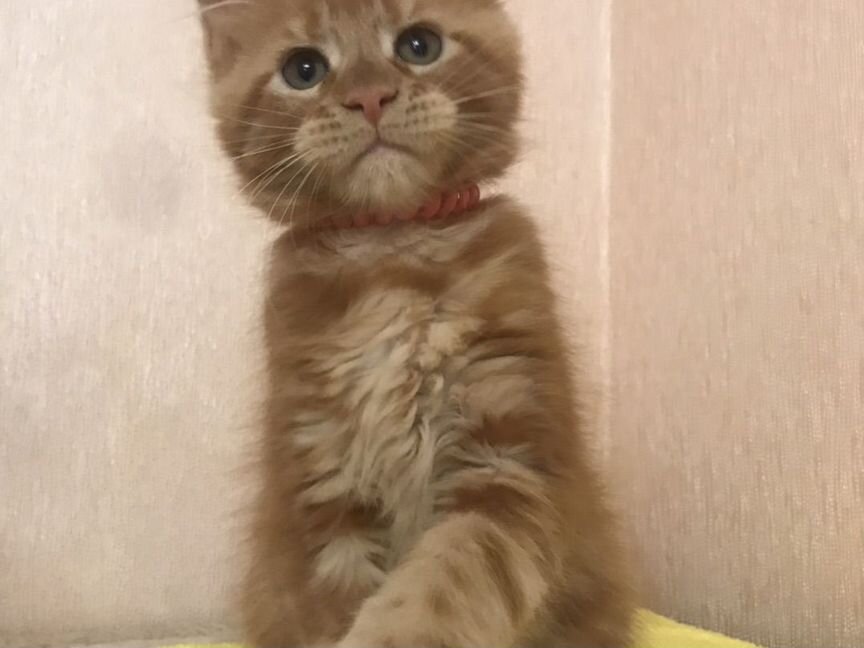 Шикарные коты мейн-кун с документами