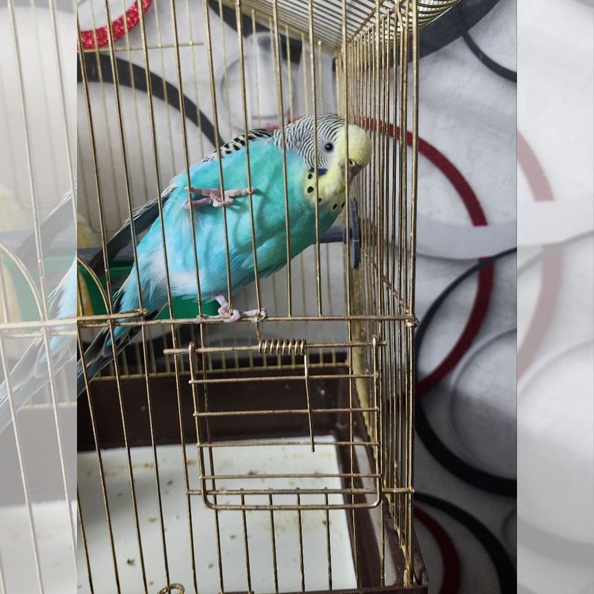 Волнистый попугай с клеткой