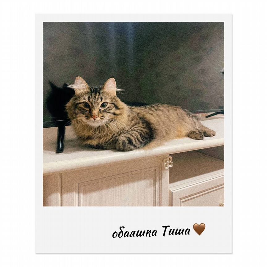 Котик Тиша в добрые ручки