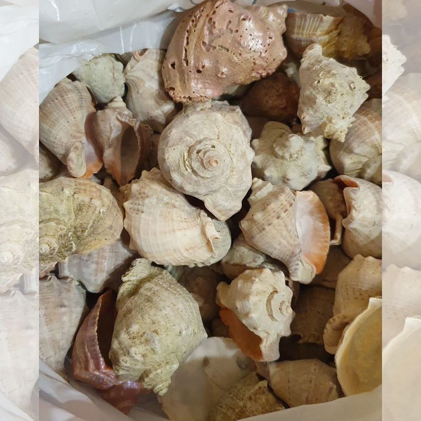 Ракушка морская рапан и др 3,3 кг