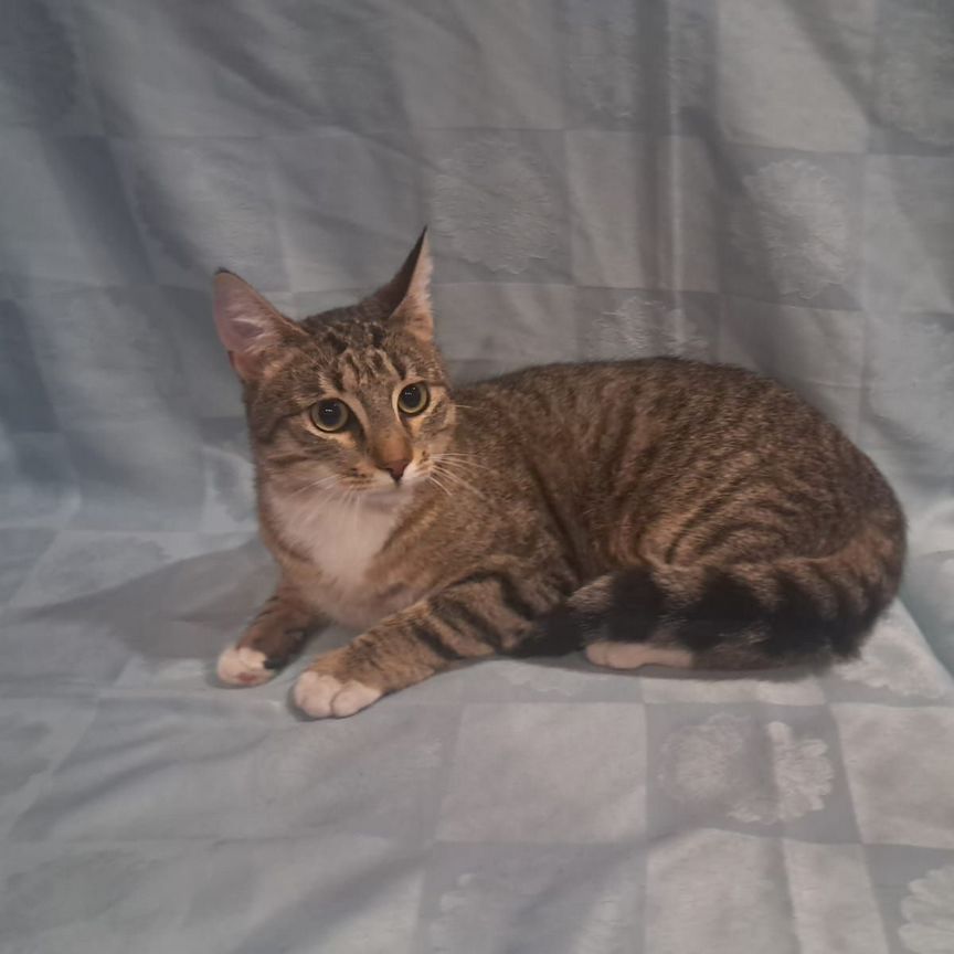 Молодой котик Рысь в добрые руки