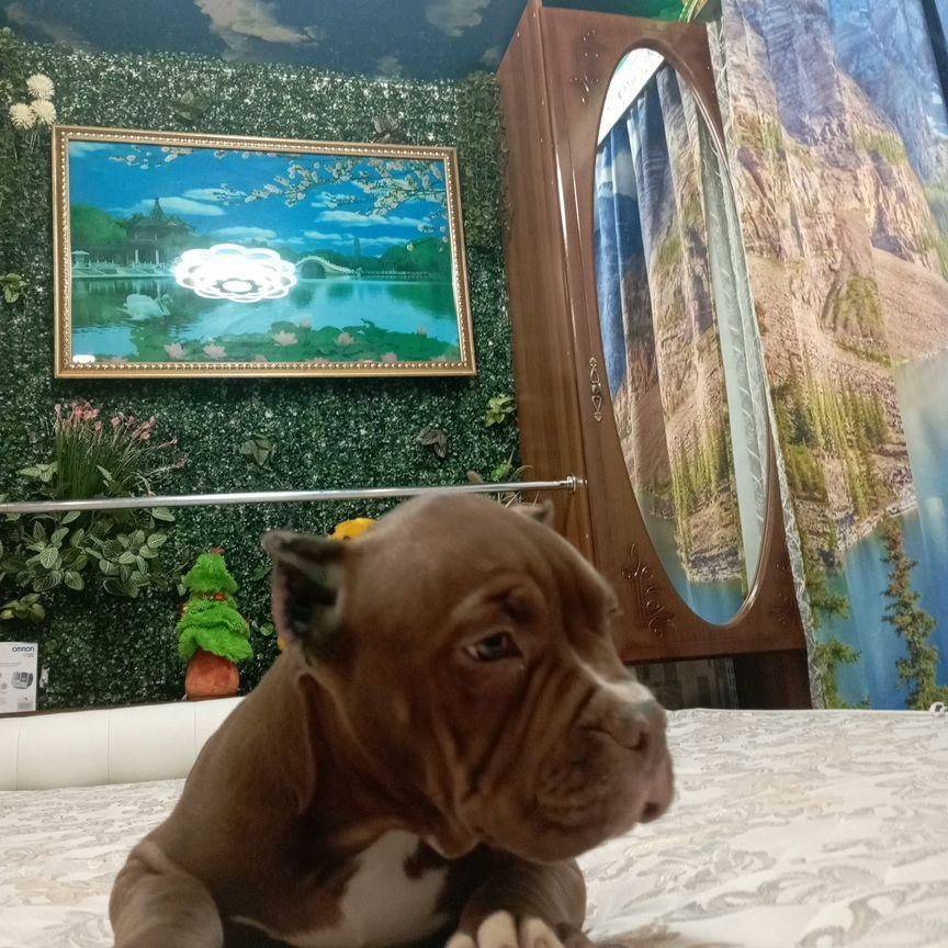 Булли щенки