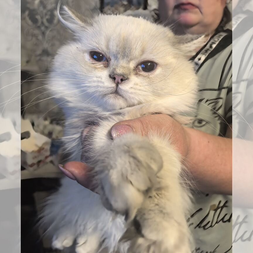 Шотландский прямоухий длинношёрстный котёнок