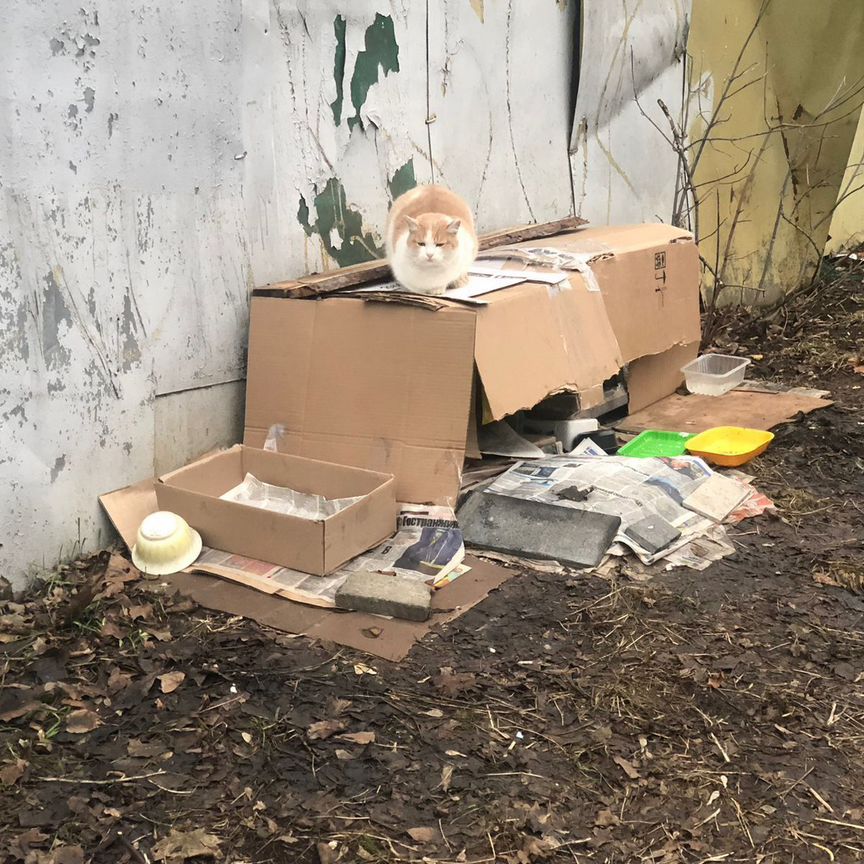 Кошечка в коробке