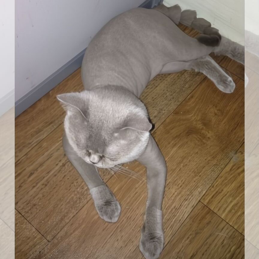 Стрижка котов с выездом