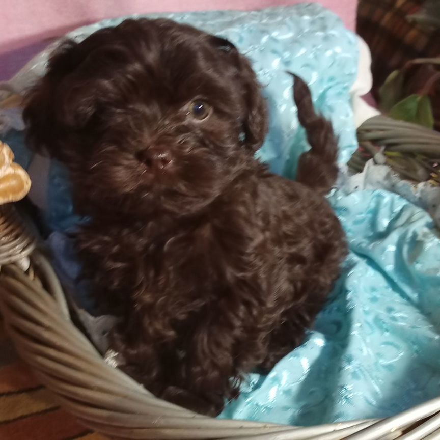 Русская цветная болонка, щенок