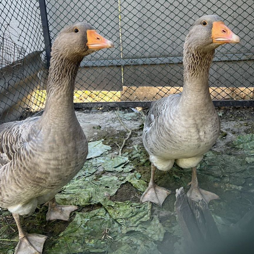 Гусак и гусыня