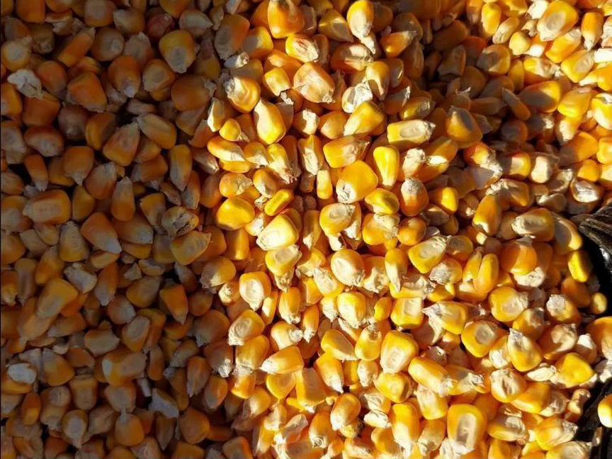 Семечко, Фуражный горох корма