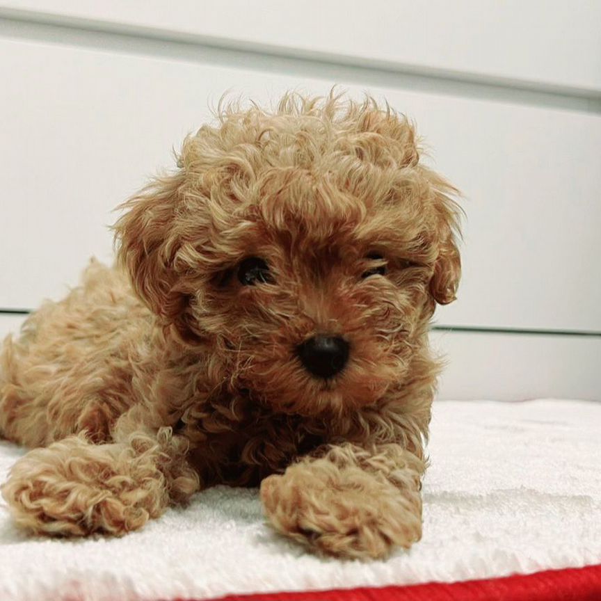 Красотулька ф1