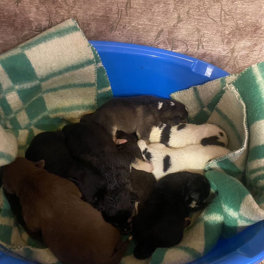 Ищем добрые ручки