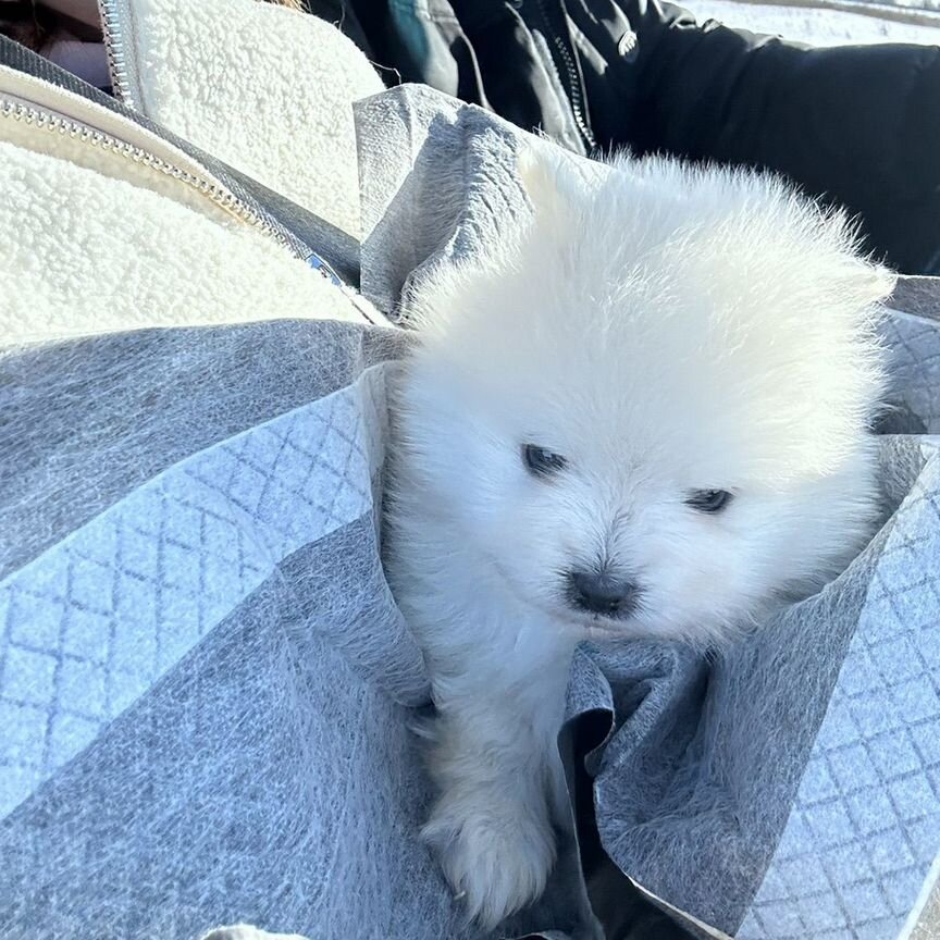 Немецкий шпиц, щенок