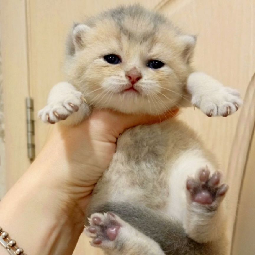 Шотландские плюшевые котомалыши