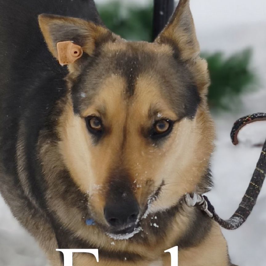 Взрослый пёс в добрые руки