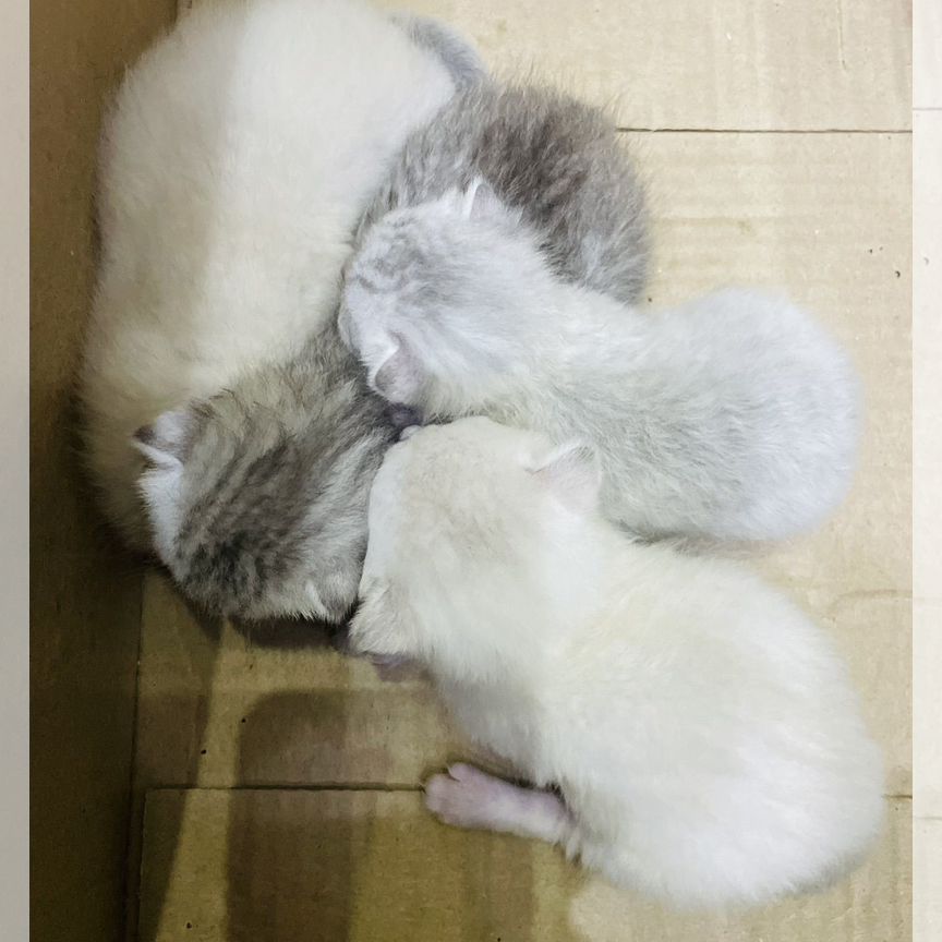 Котята в добрые руки