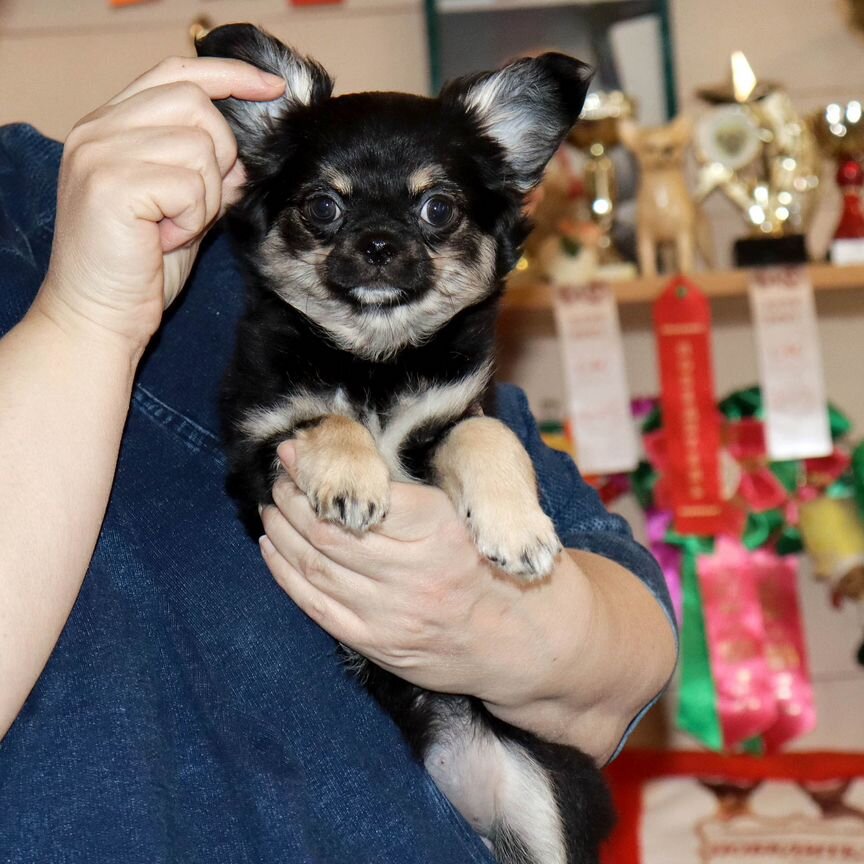 Курносая булочка Чиxуaxуa с доставкой и видео