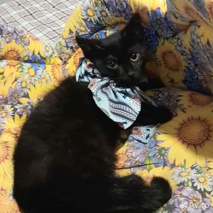 Чёрный котенок мальчик с янтарными глазами