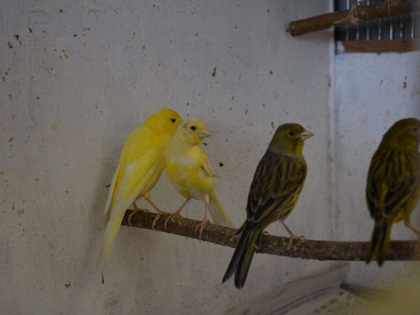 Канарейки лимонные и зеленые