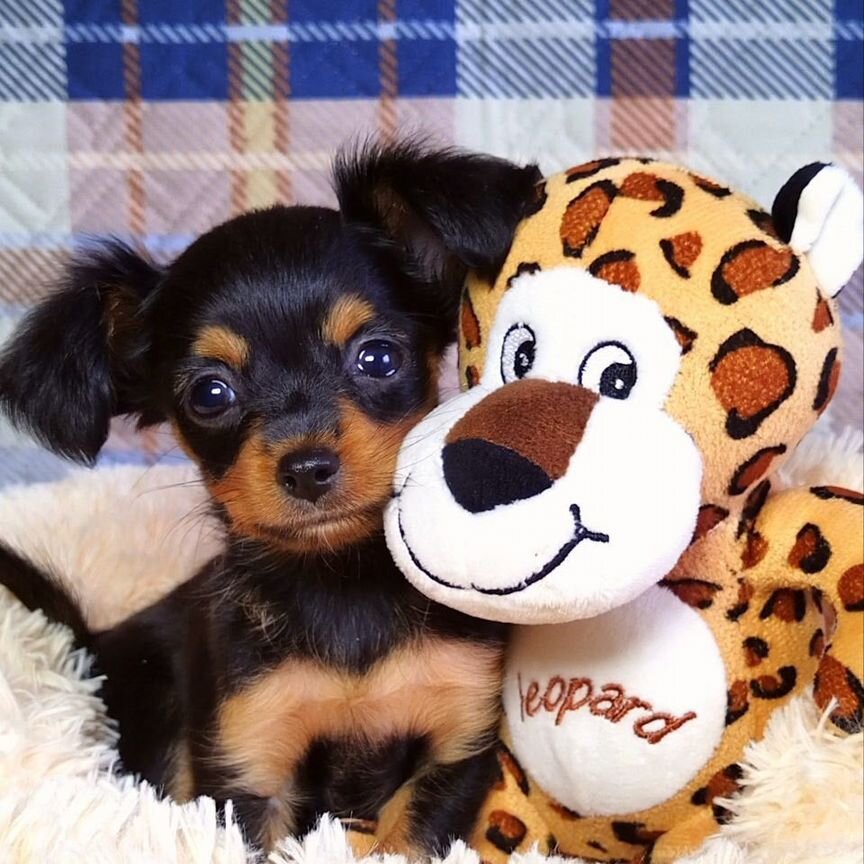 Шикарная куколка