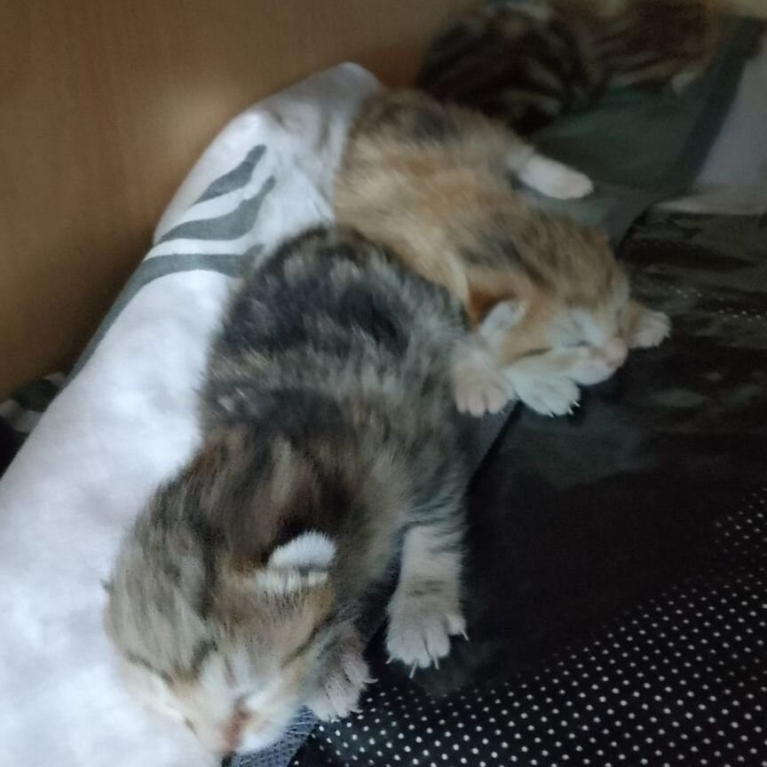 Карельский бобтейл котёнок