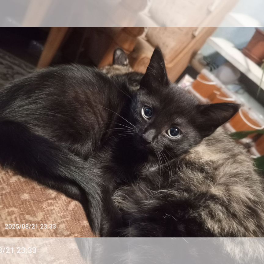 Котенок девочка бесплатно