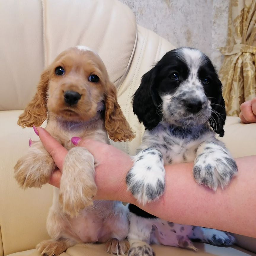 Шикарные рос щенки