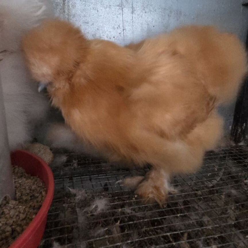 Китайская шелковая