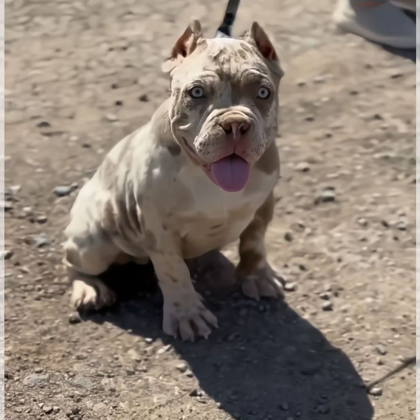 Американский булли, щенок