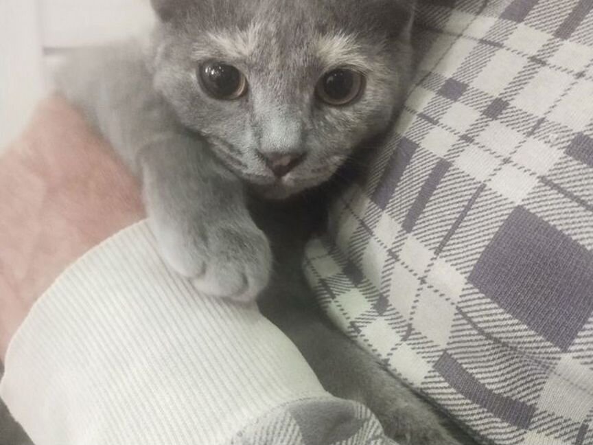 Русская голубая отдам